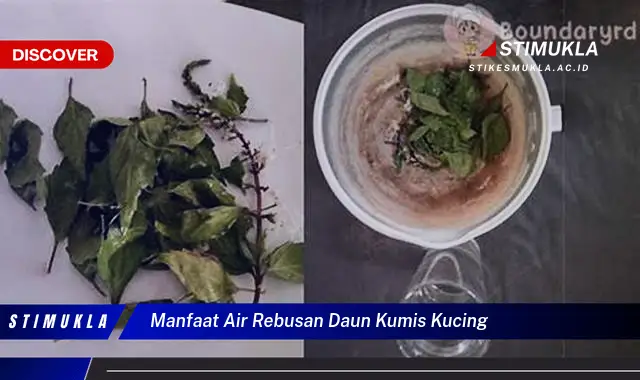 Temukan 5 Manfaat Air Rebusan Daun Kumis Kucing yang Bikin Kamu Penasaran Temukan 5 Manfaat Air Rebusan Daun Kumis Kucing yang Bikin Kamu Penasaran